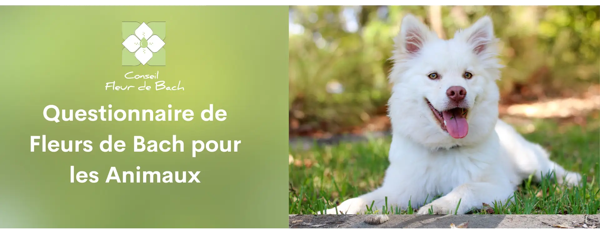 Questionnaire de Fleurs de Bach pour les Animaux - Blog d'Angélique